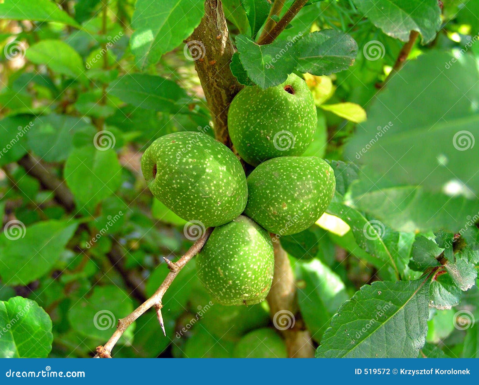 Cotogna Di Fioritura Giapponese Fotografia Stock - Immagine di piante ...