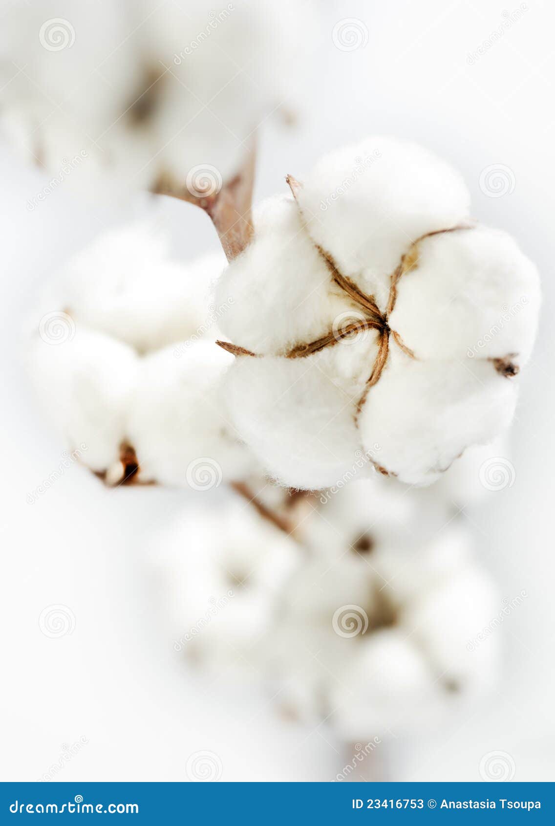 Coton image stock. Image du textile, agriculture, centrale - 23416753