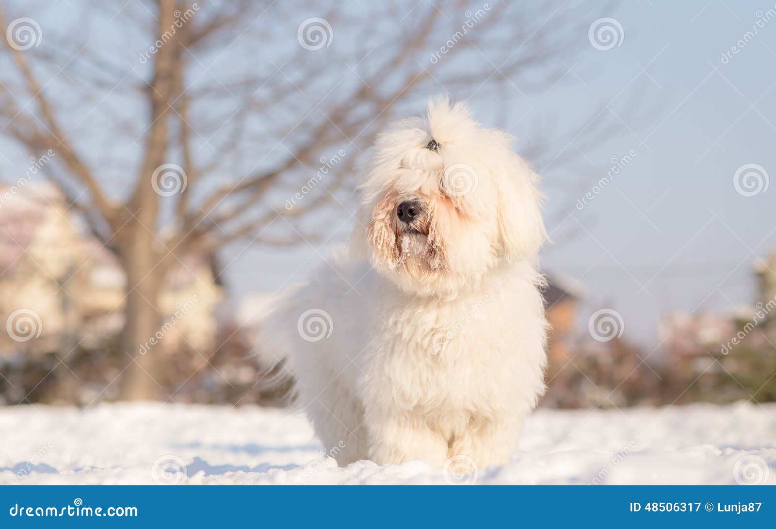 Coton de Tulear dog stock image. Image of nature, animal - 48506317