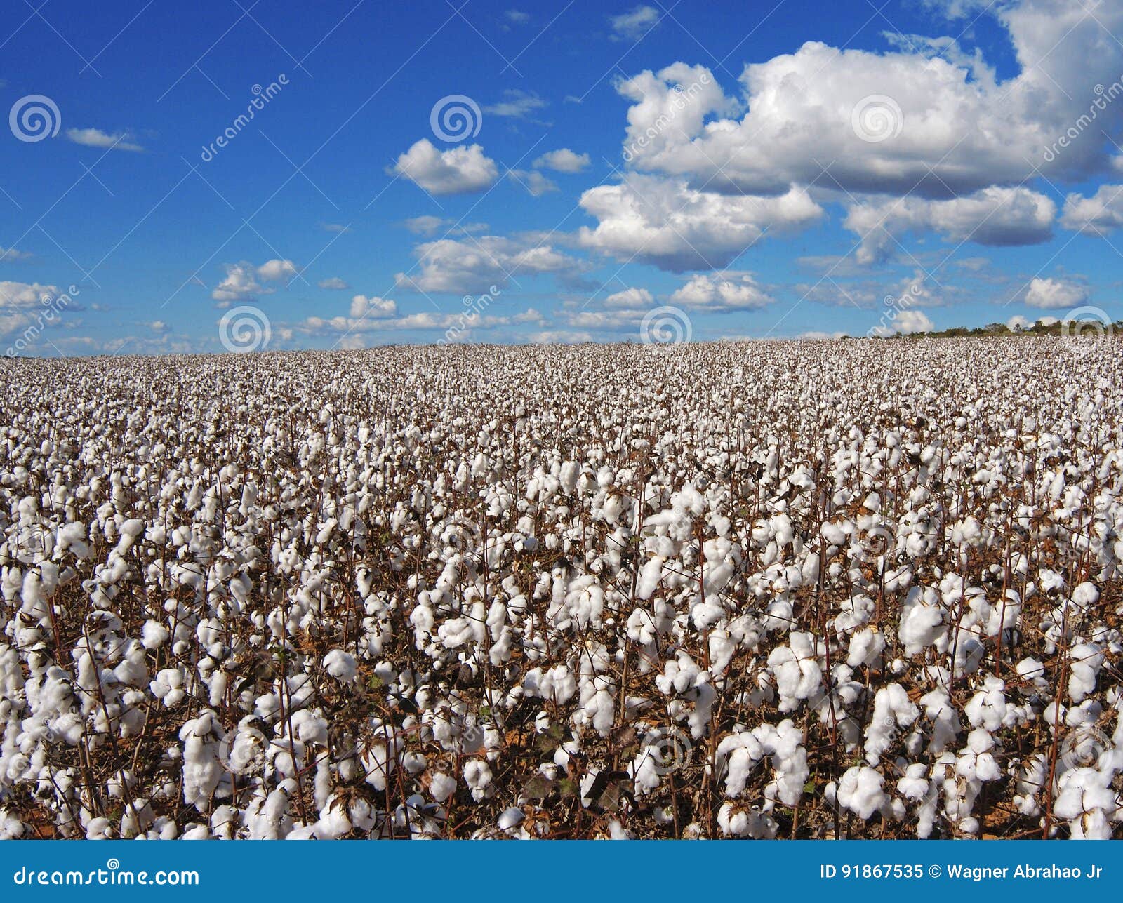Cotone immagine stock. Immagine di piantagione, cotone - 91867535