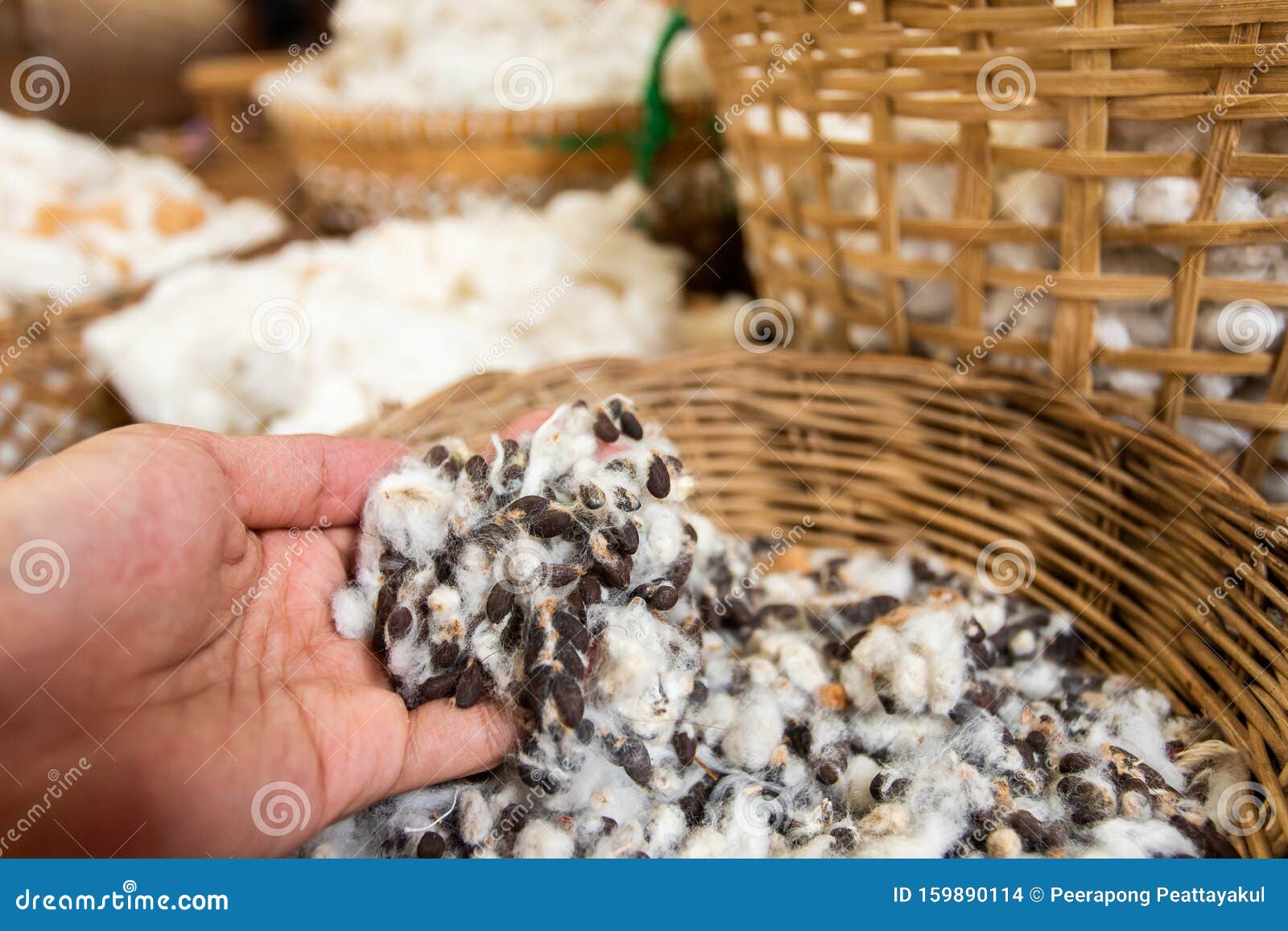 Cotone Bianco Di Seta, Ceiba, Kapok, Cotone Java Fotografia Stock ...