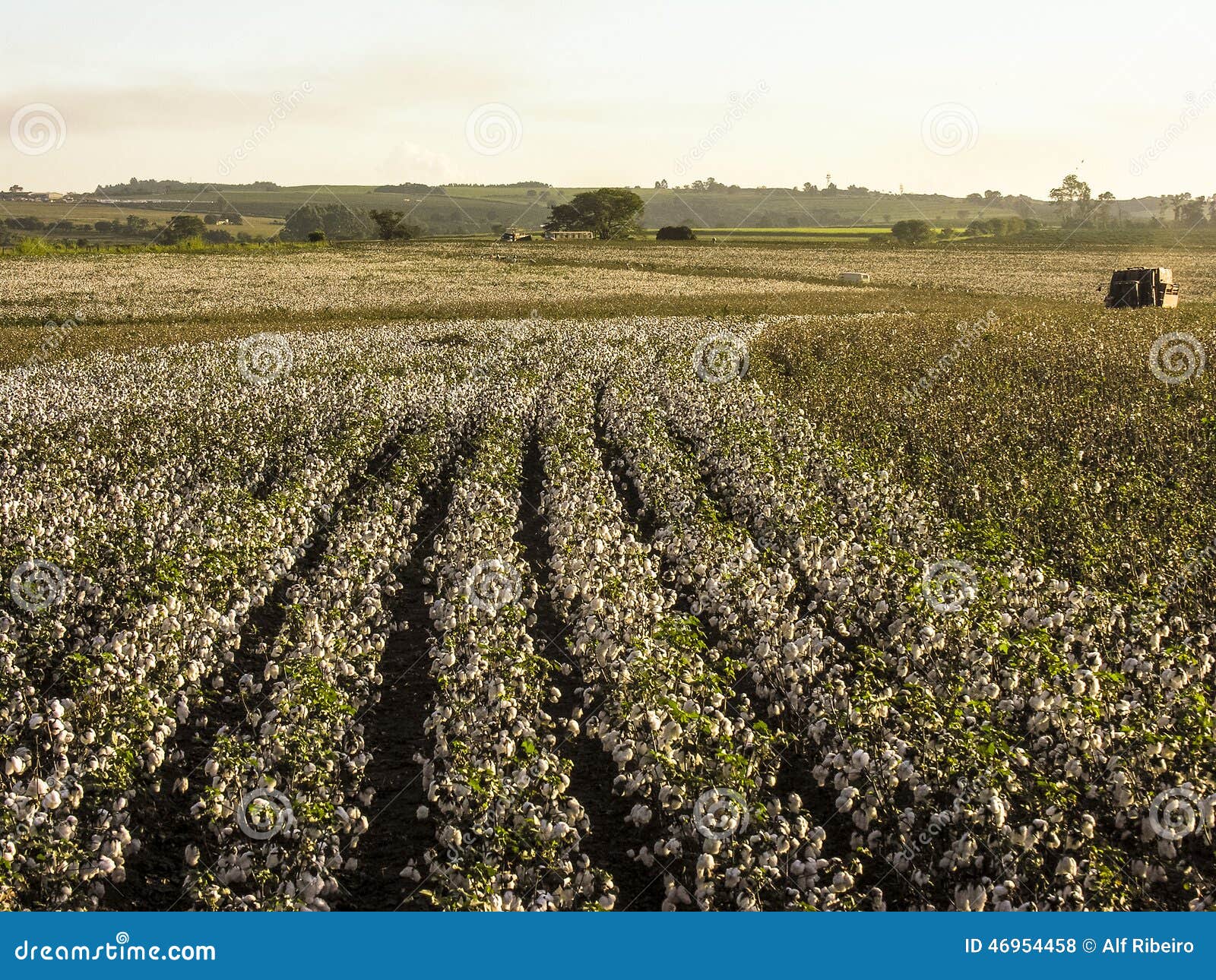Cotone del raccolto fotografia stock editoriale. Immagine di agricolo ...