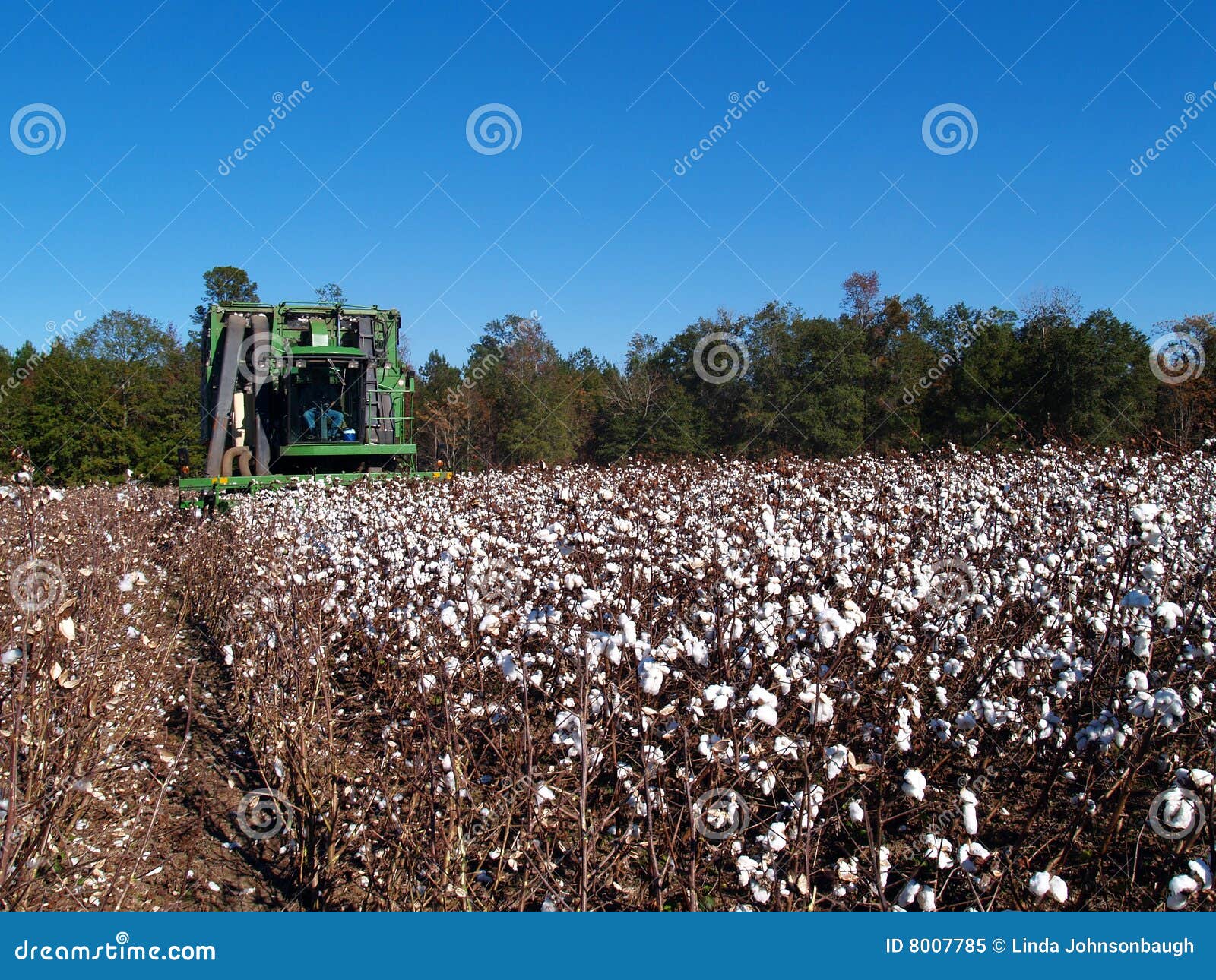 Cotone di raccolto immagine stock. Immagine di capsula - 8007785