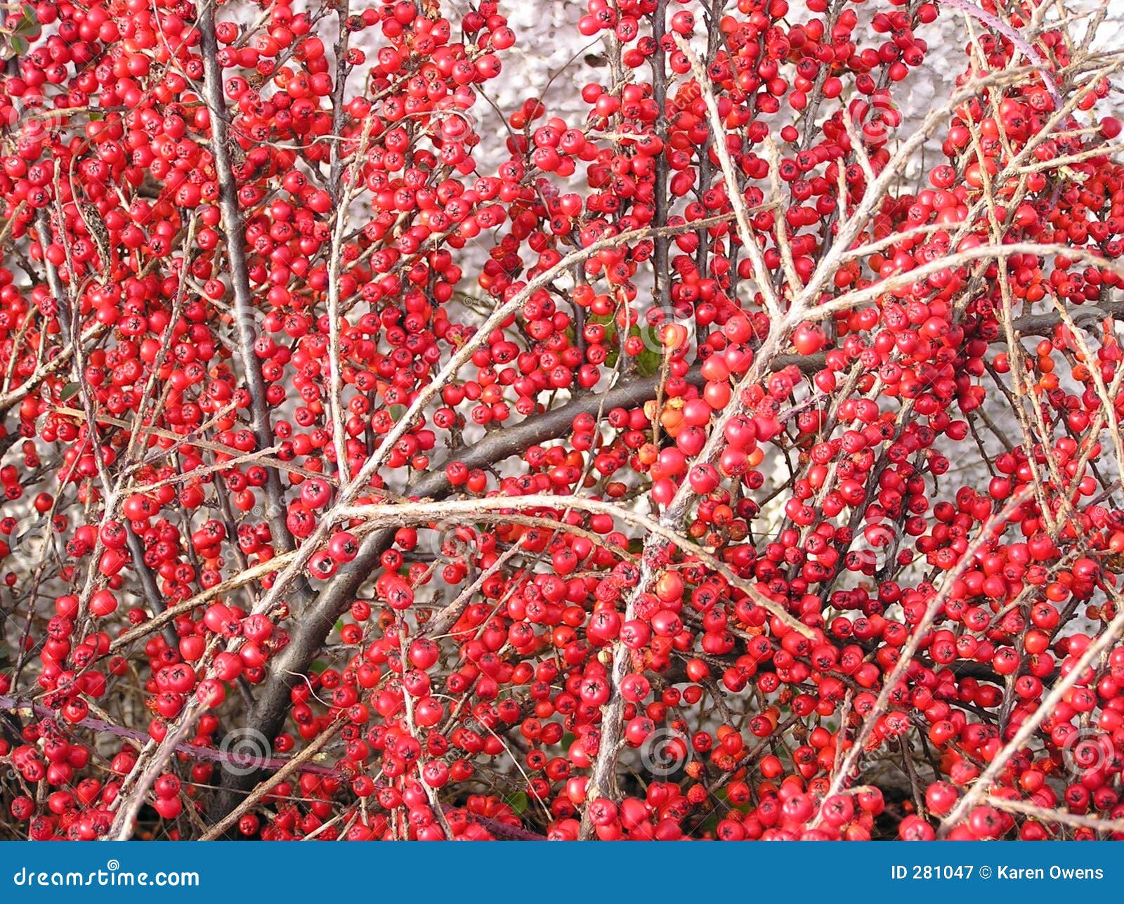 Cotoneaster Berries stock image. Image of nature, ripe - 281047