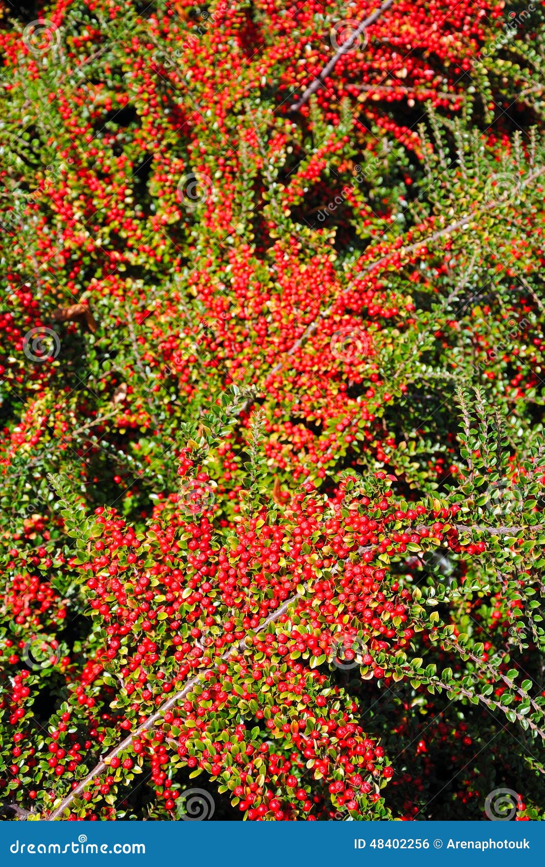Cotoneaster berries. stock photo. Image of firethorn - 48402256