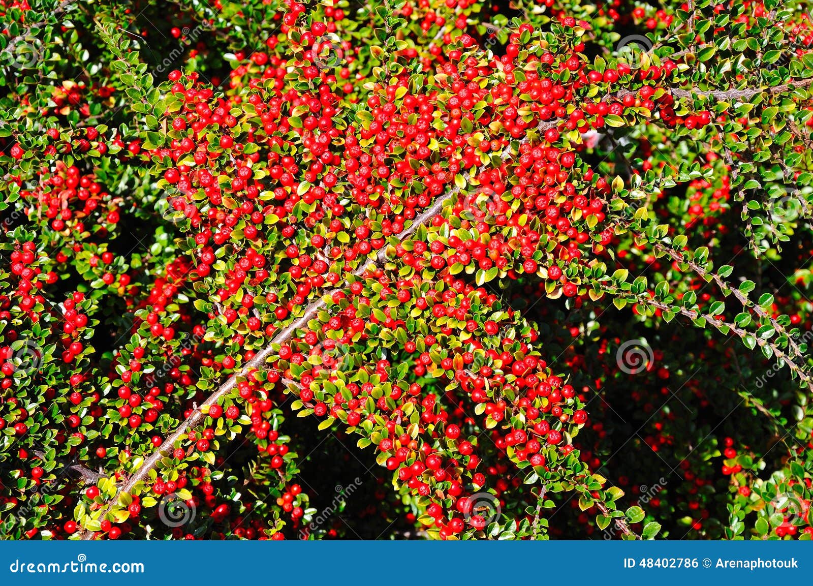Cotoneaster berries. stock photo. Image of evergreen - 48402786