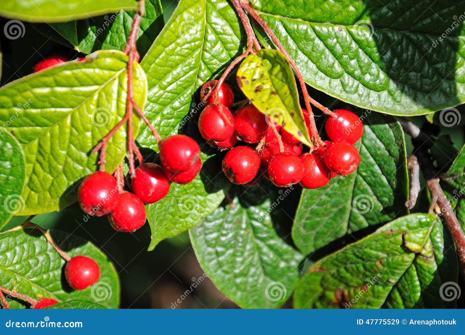 Cotoneaster berries. stock image. Image of berries, autumn - 47775529