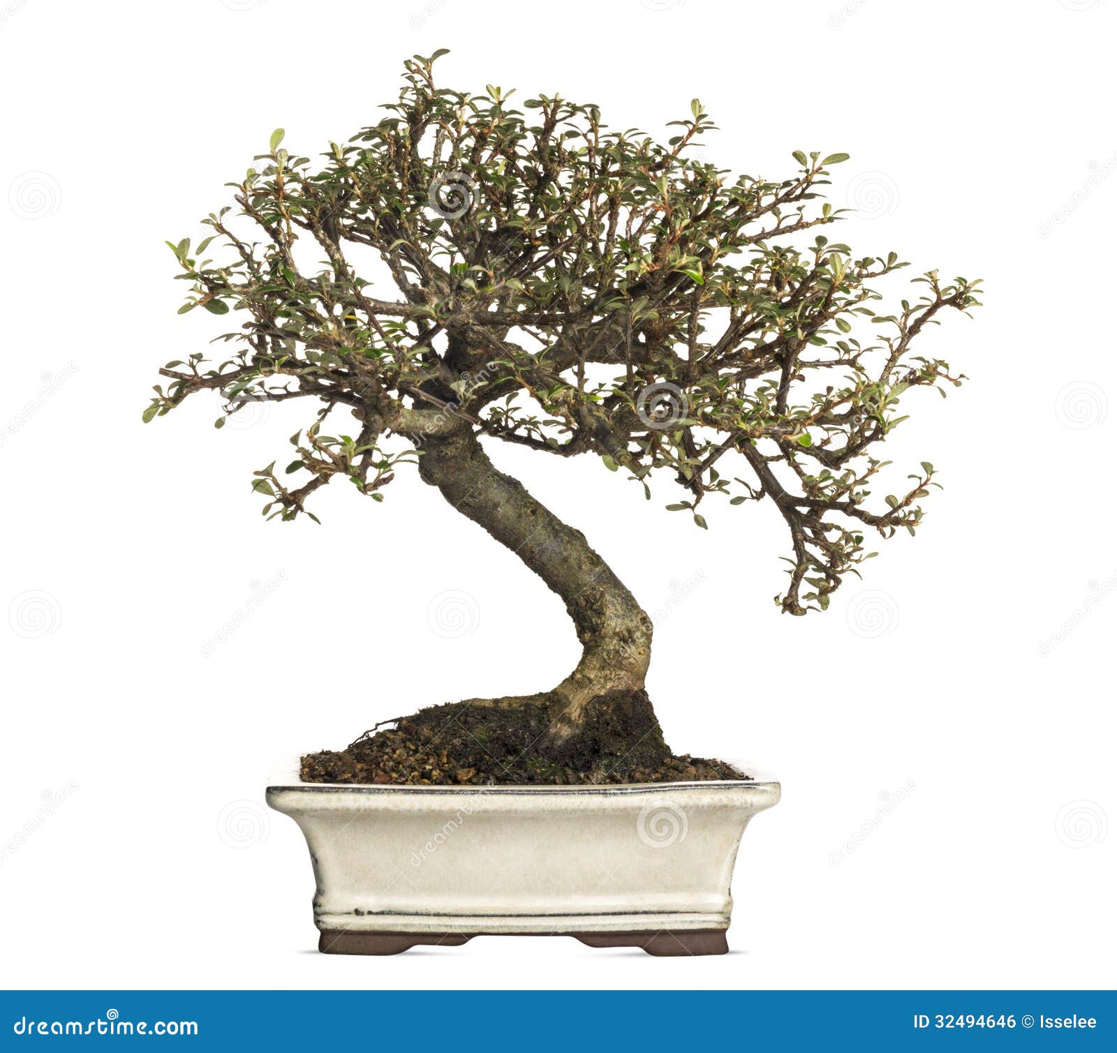 Cotoneaster Bonsai Tree, Isolated Stock Photo - Image of nature, green ...