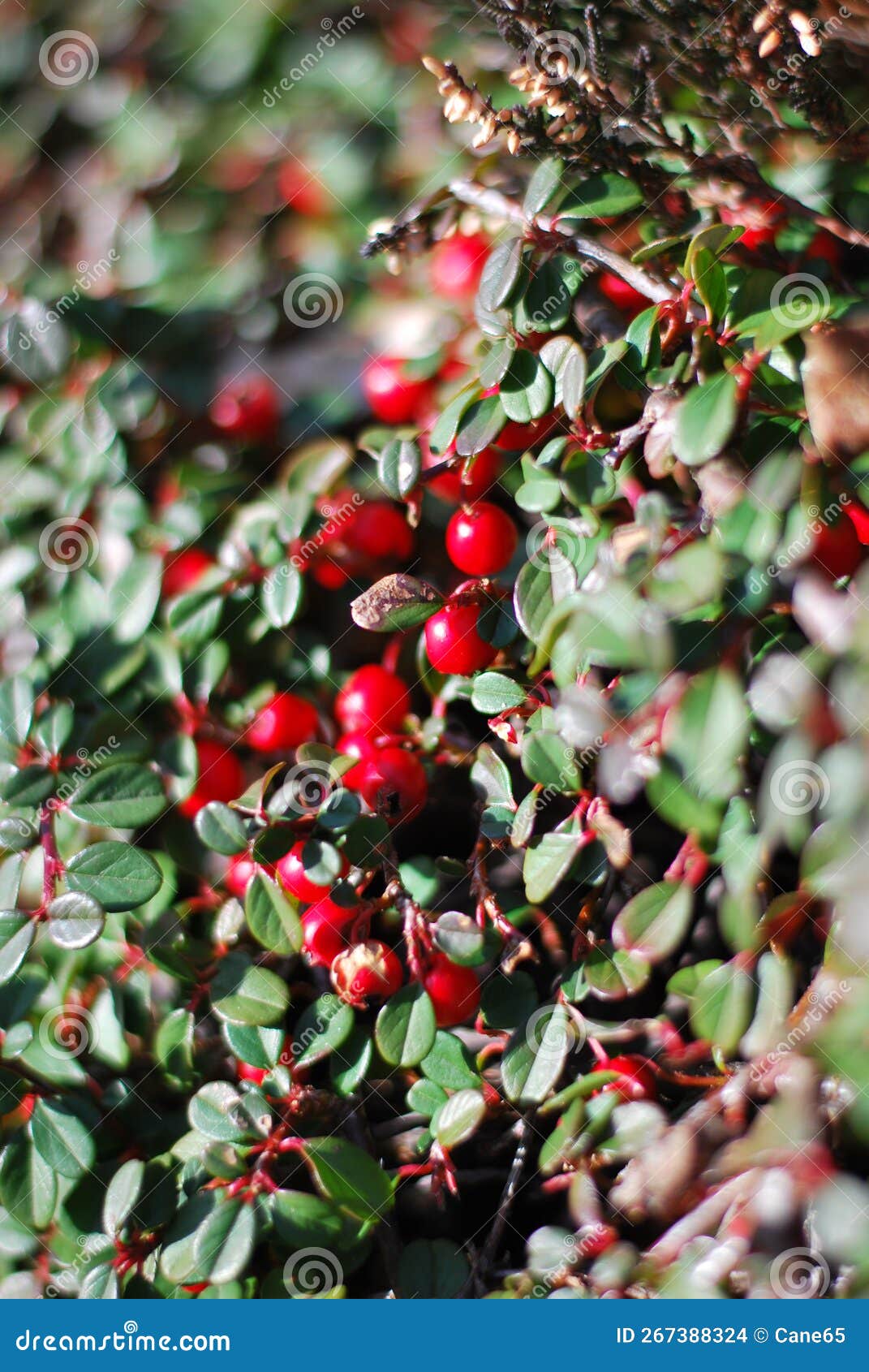 Cotoneaster - red berries stock photo. Image of horizontalis - 267388324