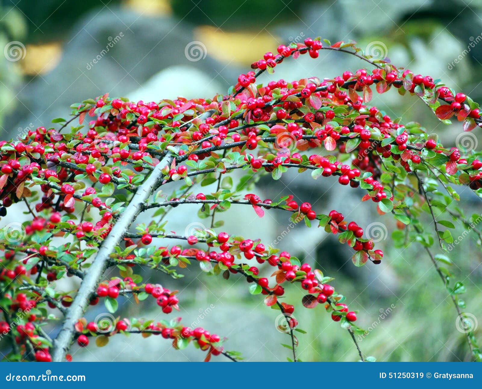 Cotoneaster en automne image stock. Image du sensible - 51250319