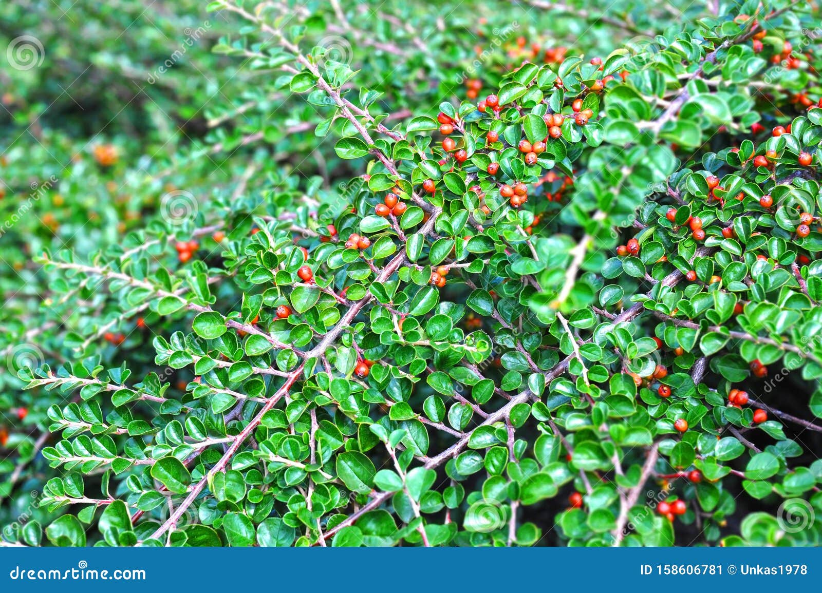 Cotoneaster Horizontalis Plant Stock Image - Image of european, fruits ...