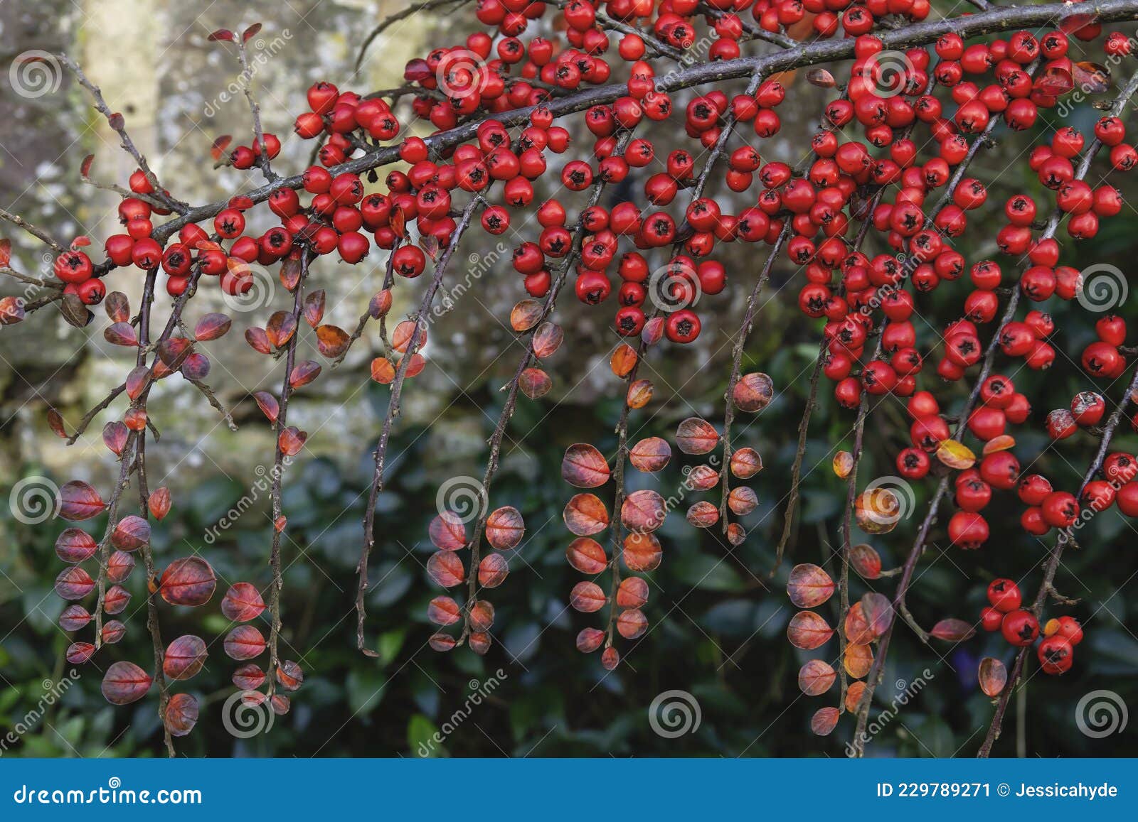Cotoneaster Horizontalis Red Berries Stock Image - Image of autumn ...