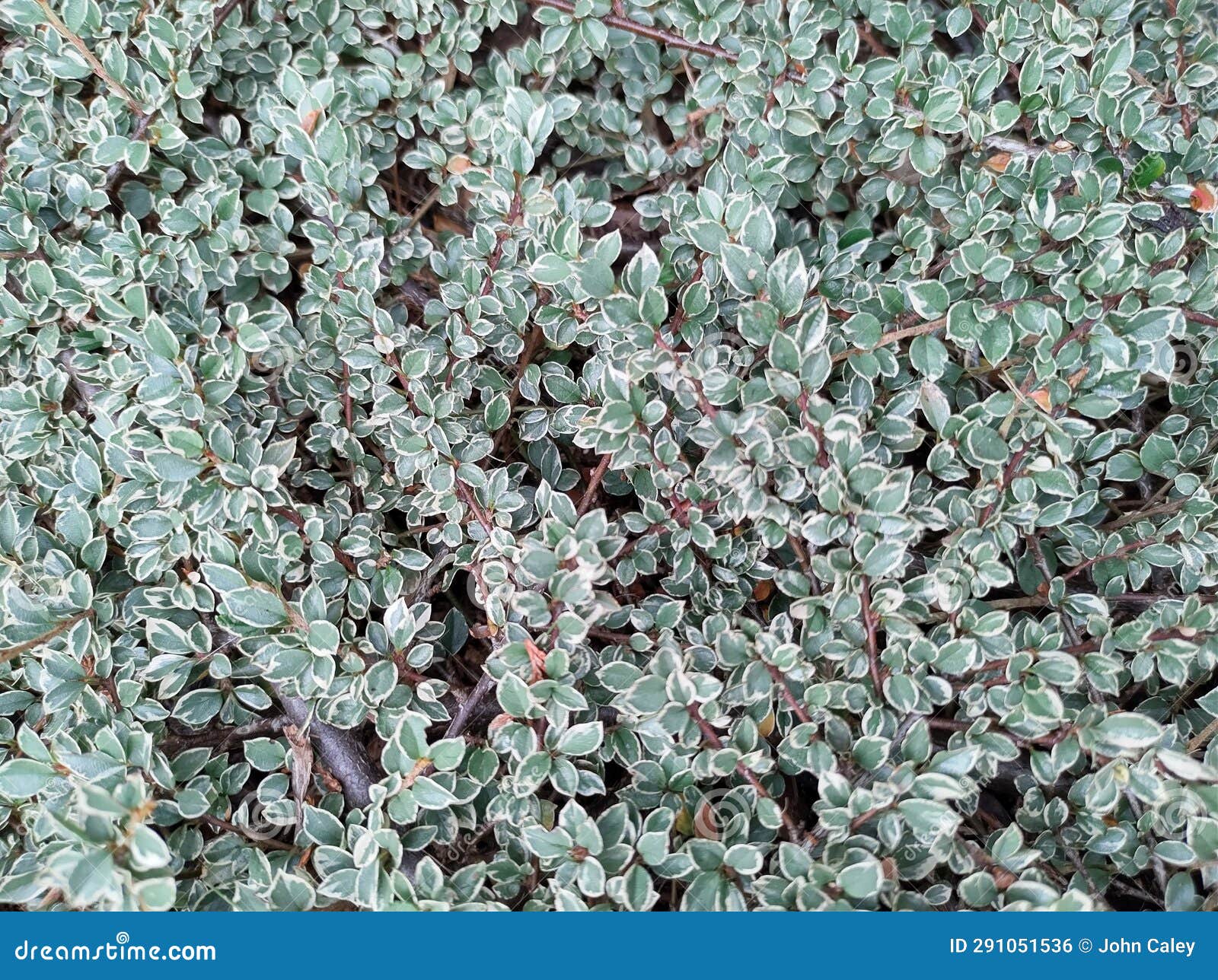 Cotoneaster Horizontalis Variegata Stock Photo - Image of grey, color ...