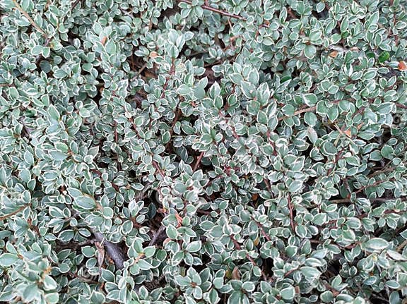 Cotoneaster Horizontalis Variegata Stock Photo - Image of grey, color ...