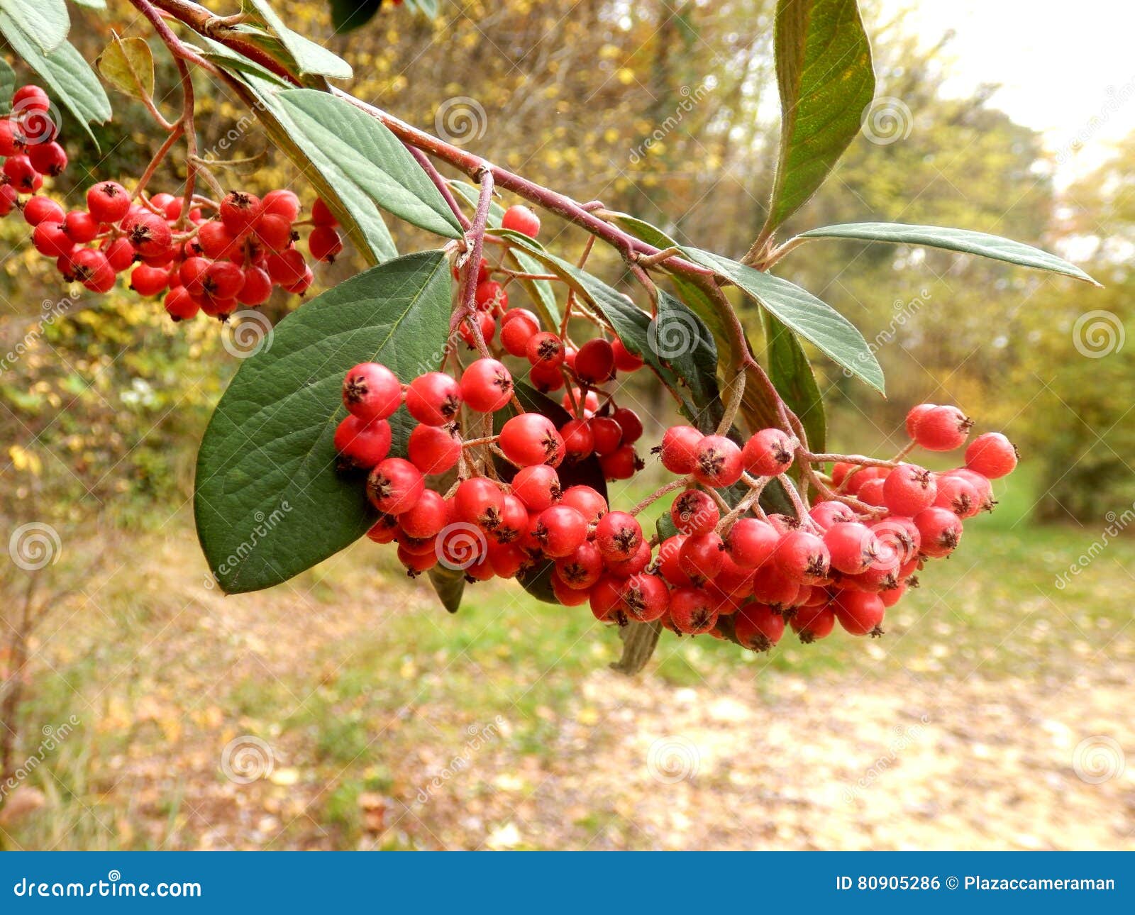 Cotoneaster lacteus stock photo. Image of leaves, beauty - 80905286