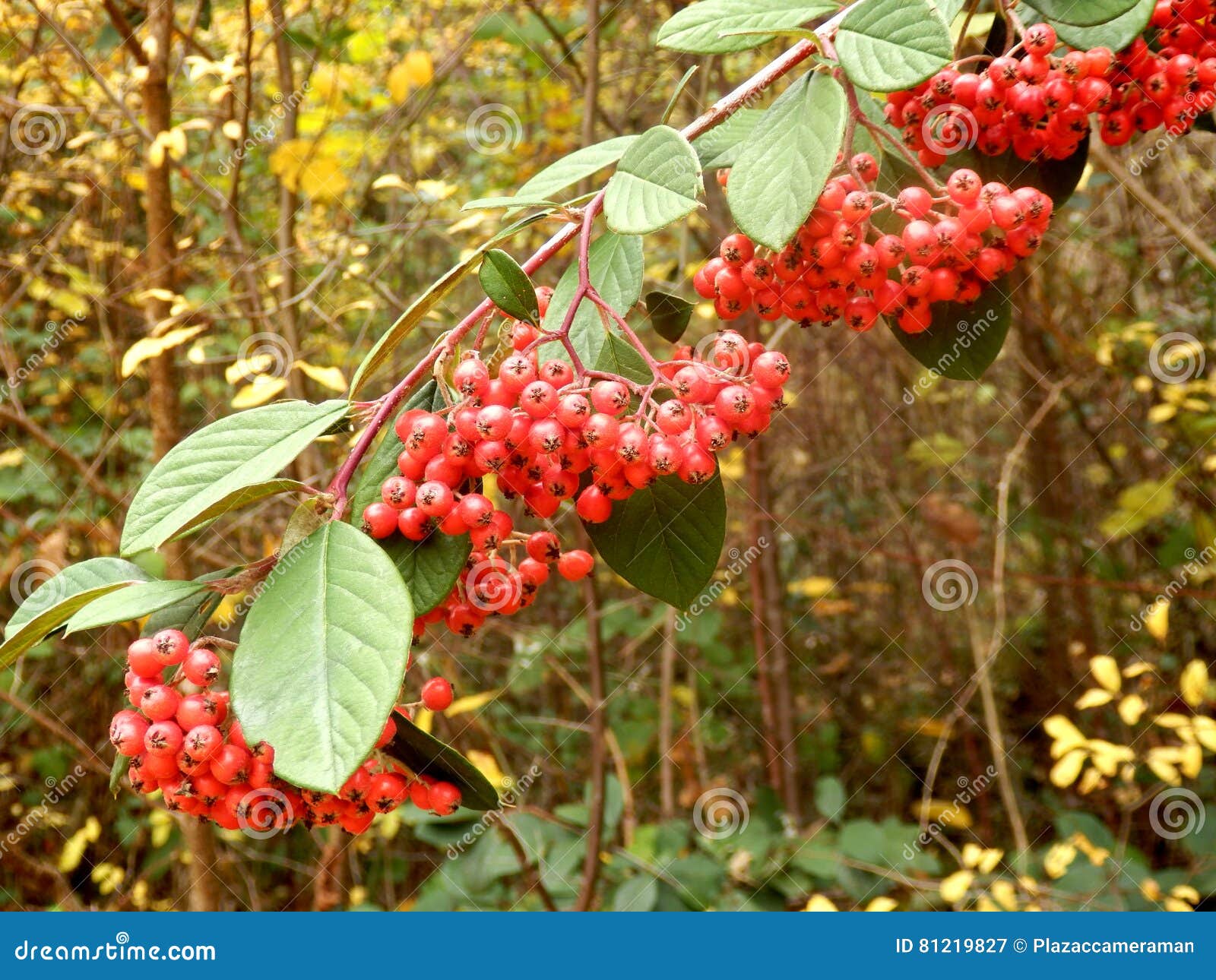 Cotoneaster lacteus stock image. Image of berries, closeup - 81219827