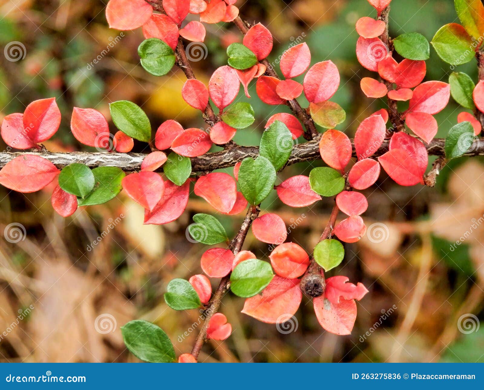 Cotoneaster Leaves stock photo. Image of glossy, background - 263275836