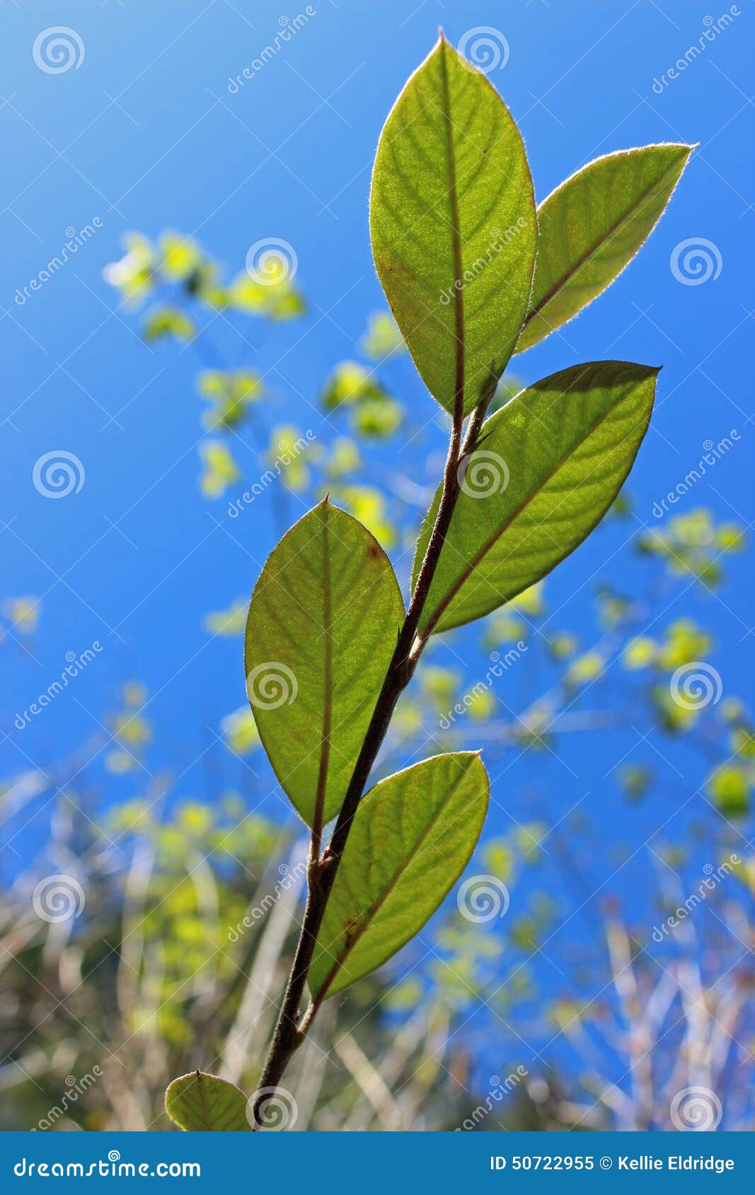 Cotoneaster leaves stock image. Image of shrub, leaf - 50722955