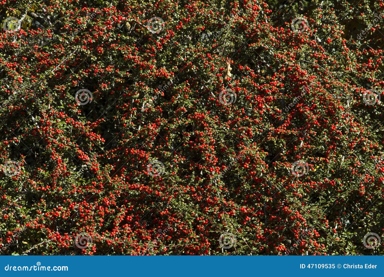 Cotoneaster stock image. Image of cotoneaster, cover - 47109535