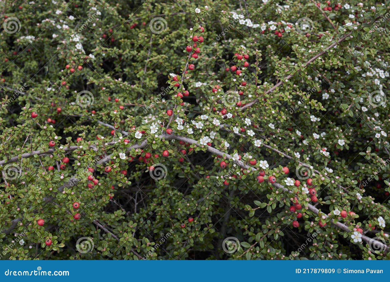 Cotoneaster Microphyllus, Low Growing Evergreen Shrub For Landscapes ...