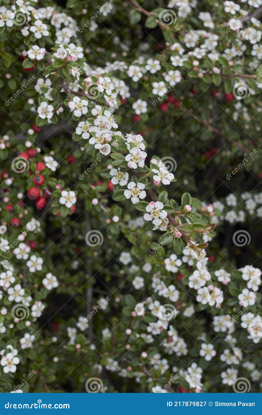 Cotoneaster Microphyllus, Low Growing Evergreen Shrub For Landscapes ...