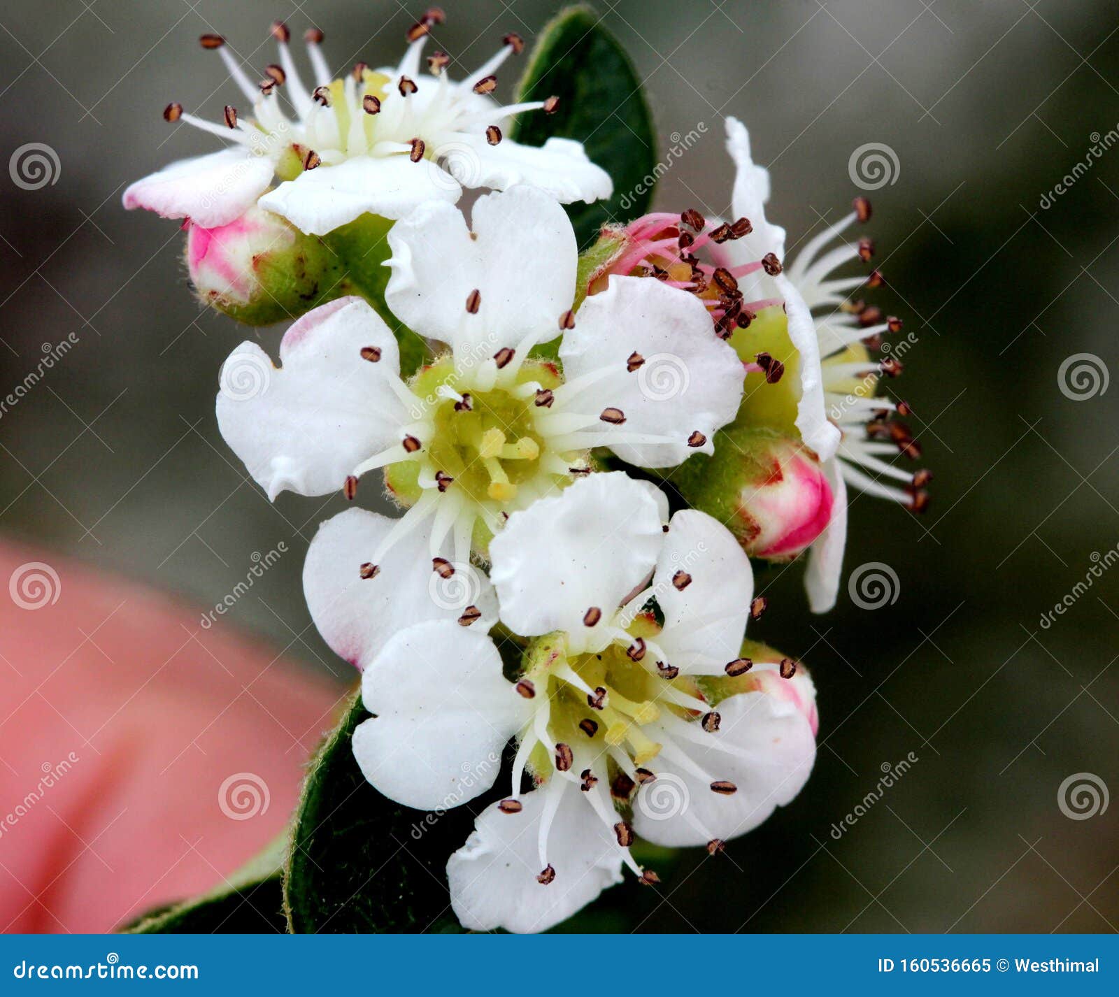 Cotoneaster Microphyllus, Low Growing Evergreen Shrub for Landscapes ...