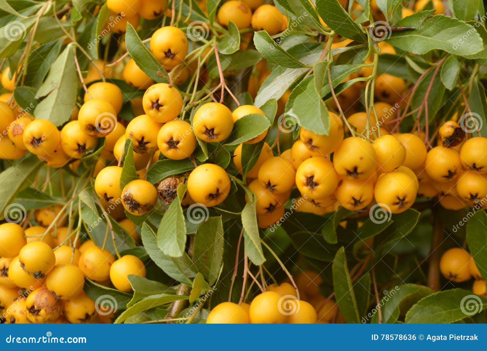Cotoneaster stock photo. Image of berry, fall, yellow - 78578636
