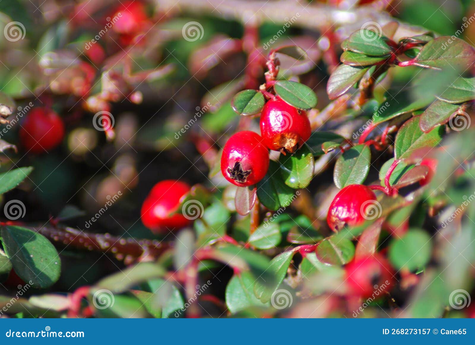 Cotoneaster - red berries stock image. Image of berry - 268273157