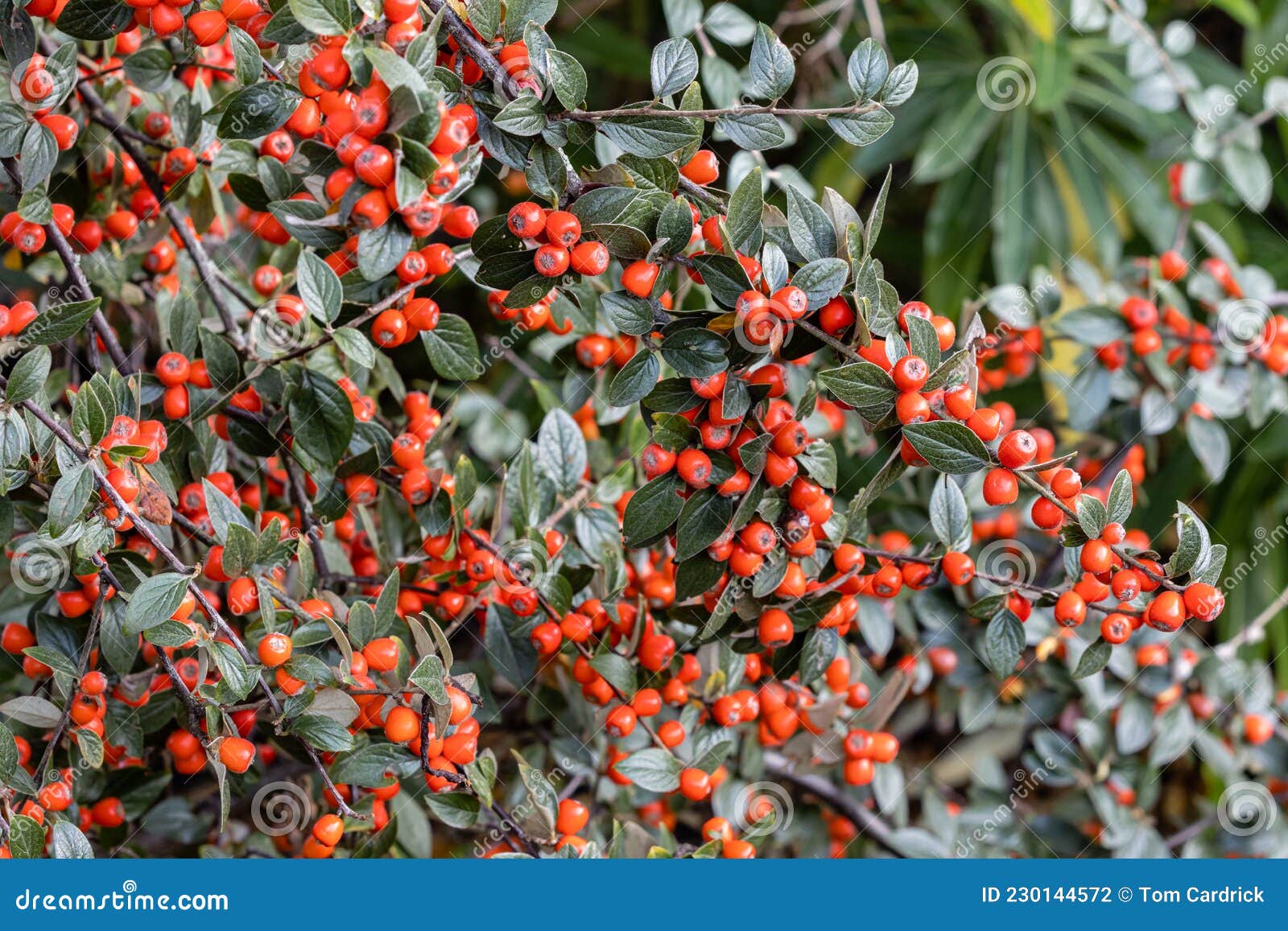 Cotoneaster simonsii stock photo. Image of flora, berry - 230144572