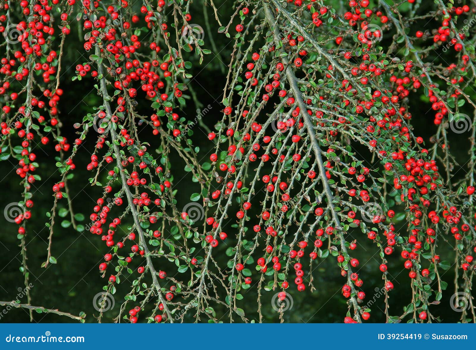 Cotoneaster Twigs with Berries Stock Image - Image of berries, twig ...