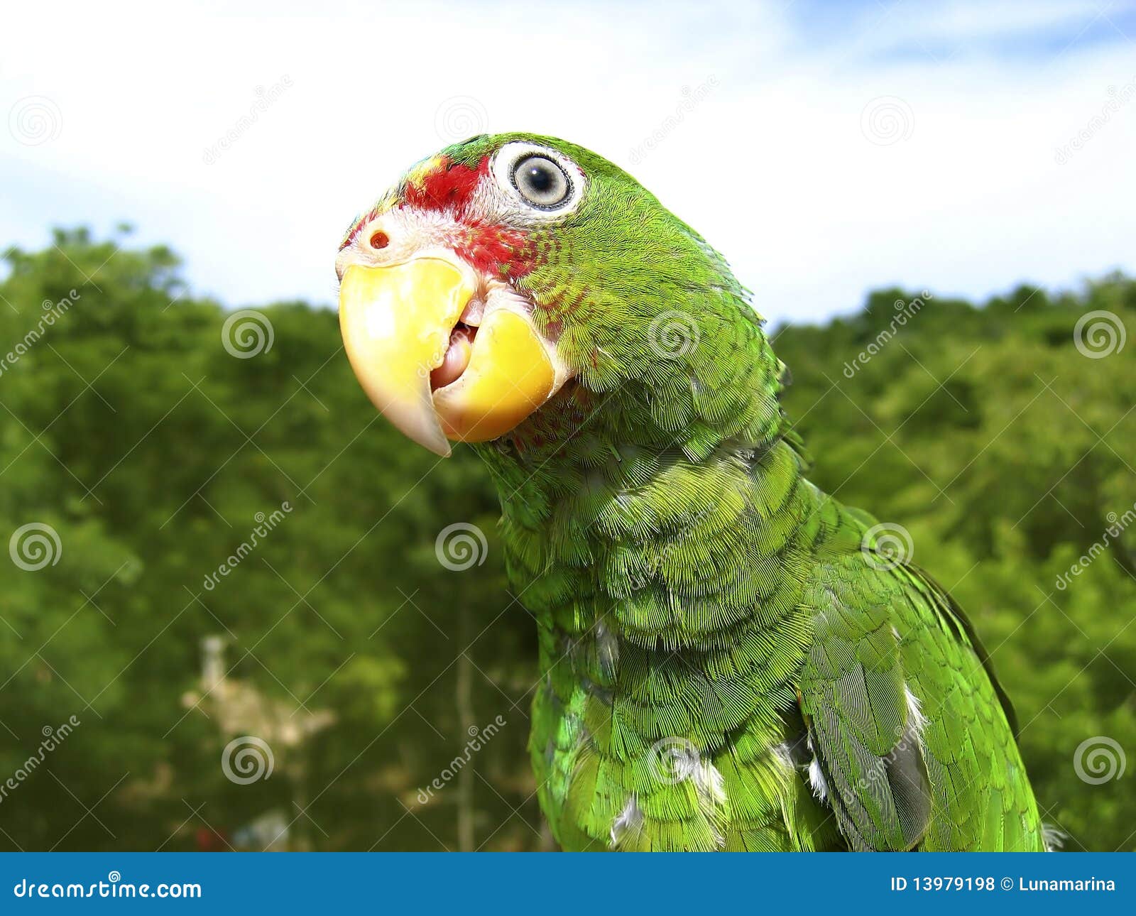 Parrot In The Green Forest Habitat. African Grey Parrot, Psittacus ...