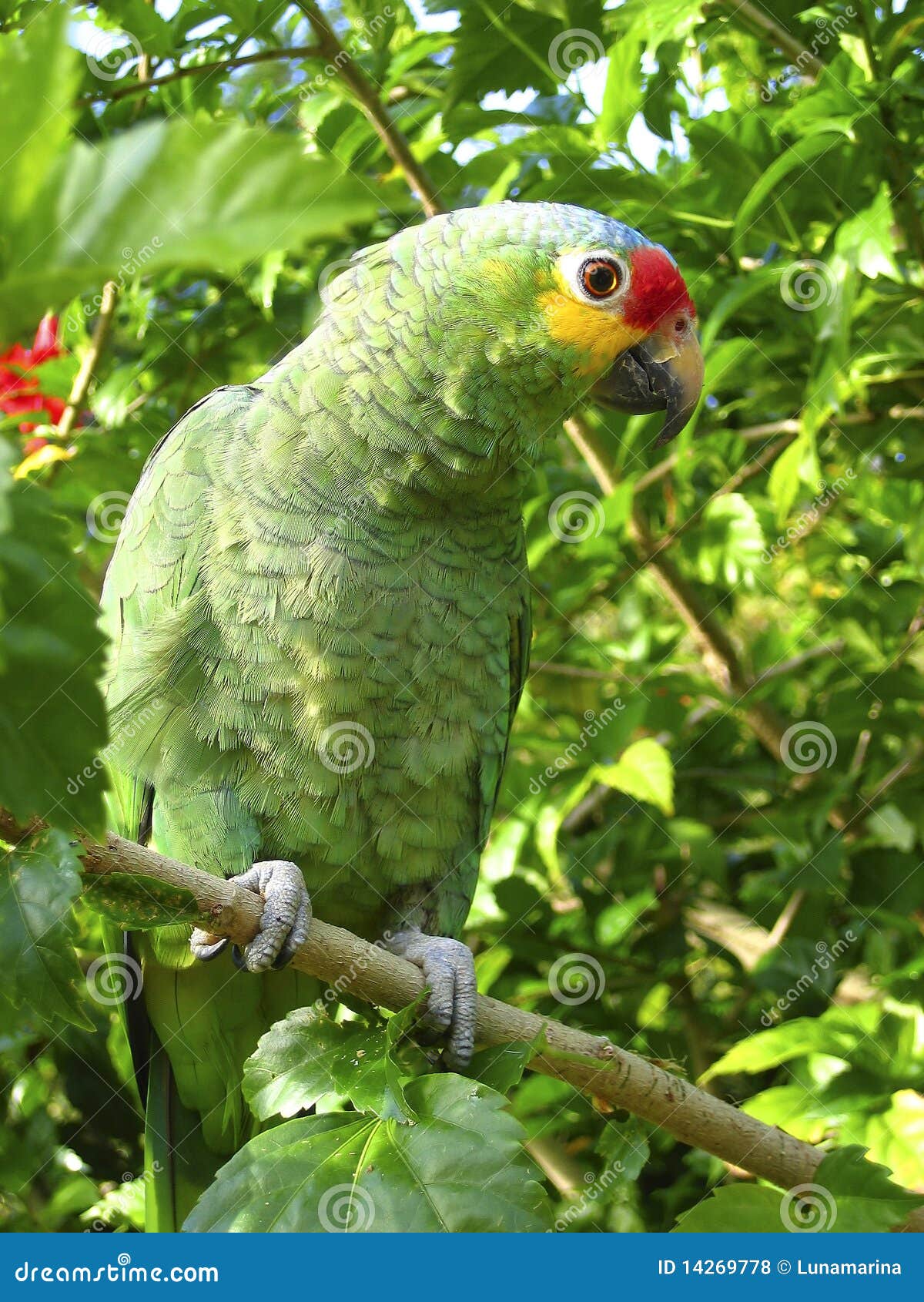 Parrot In The Green Forest Habitat. African Grey Parrot, Psittacus ...