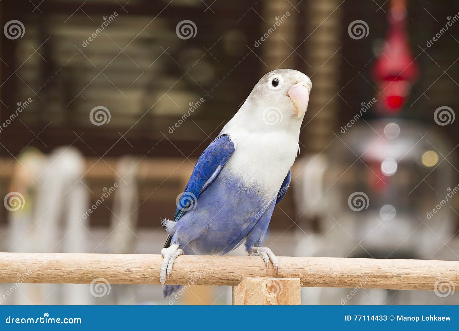 Cotorra Rizada Azul Que Se Sienta En La Perca Imagen de archivo ...