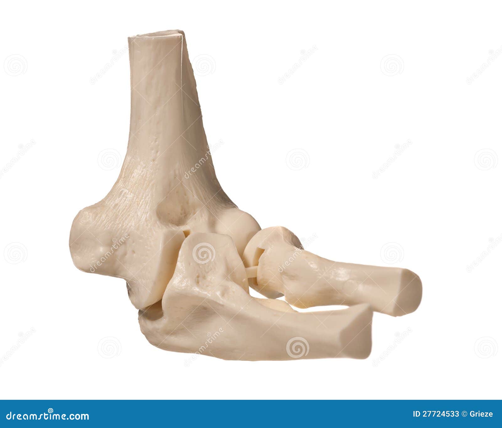 Cotovelo humano imagem de stock. Imagem de osso, biologia - 27724533