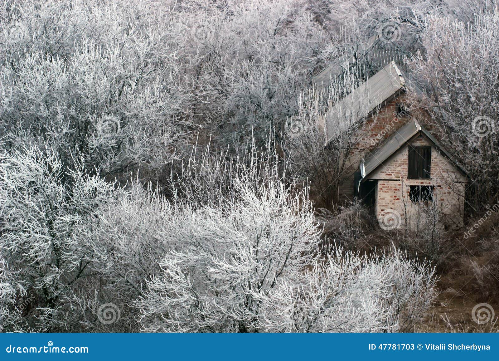 Cottage in a Beautiful Snow Forest. Stock Image - Image of scenery ...