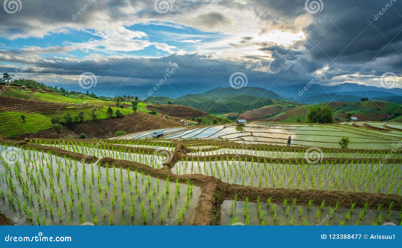Cottage Rice Field Mountain View Stock Image - Image of grass, harvest ...