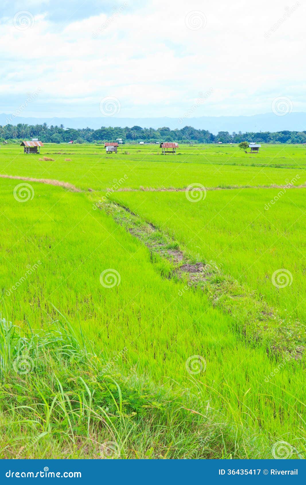 Cottage and rice field stock image. Image of eastern - 36435417