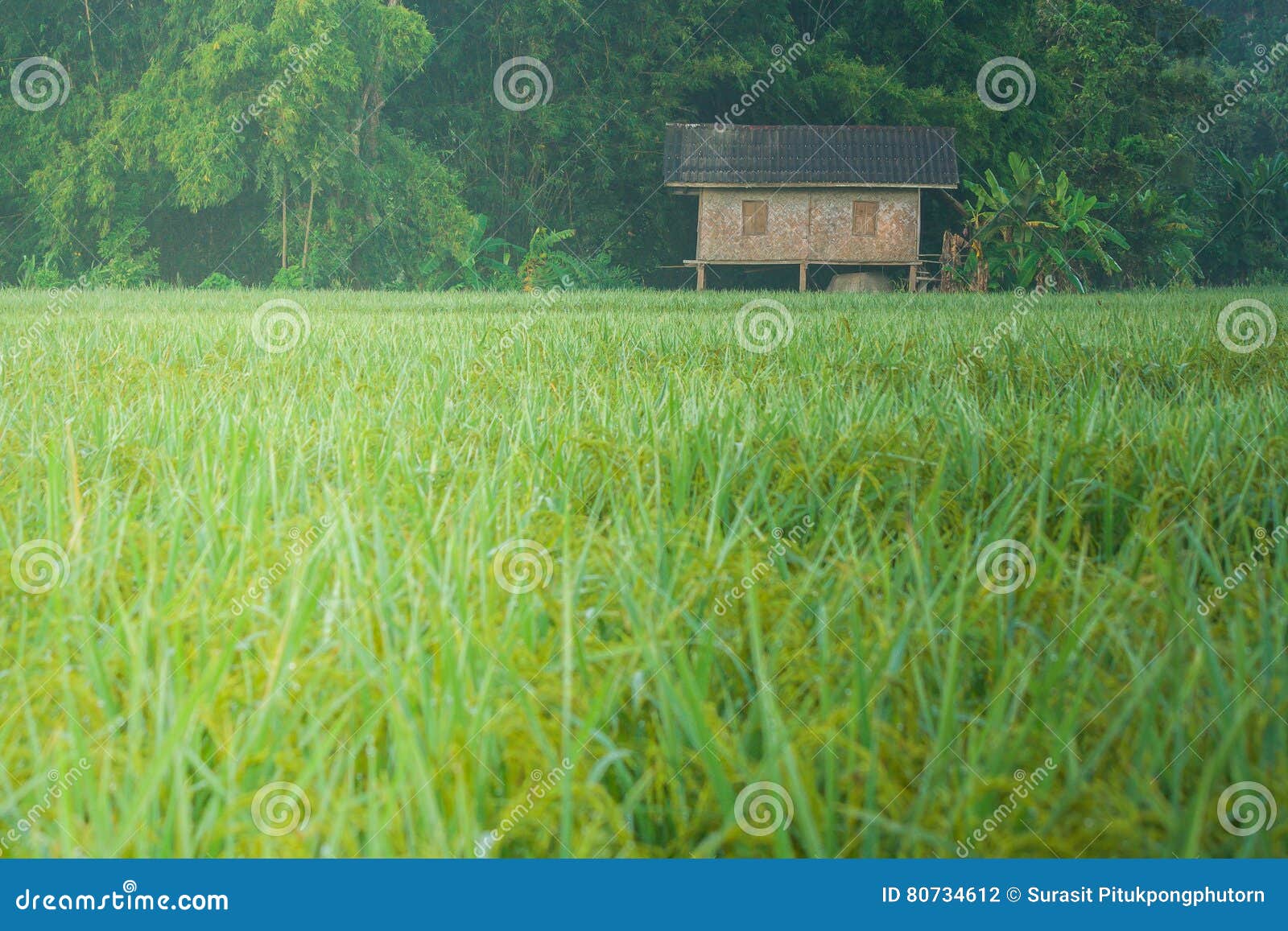 Cottage in rice field. stock photo. Image of home, natural - 80734612