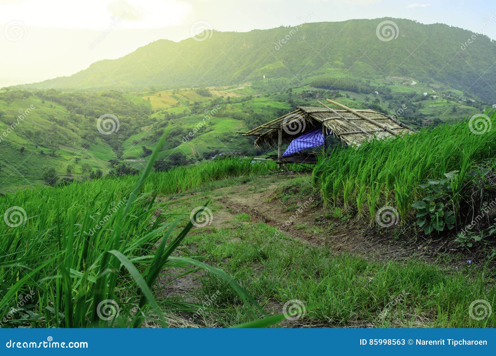 Cottage in Rice Fields Farm Stock Image - Image of curve, farm: 85998563