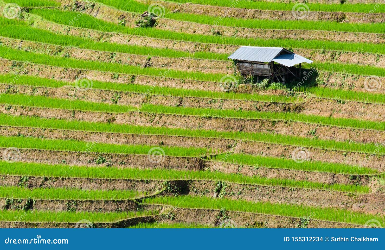 Cottage in Rice Fields,Rice Stair and Copyspace Stock Photo - Image of ...