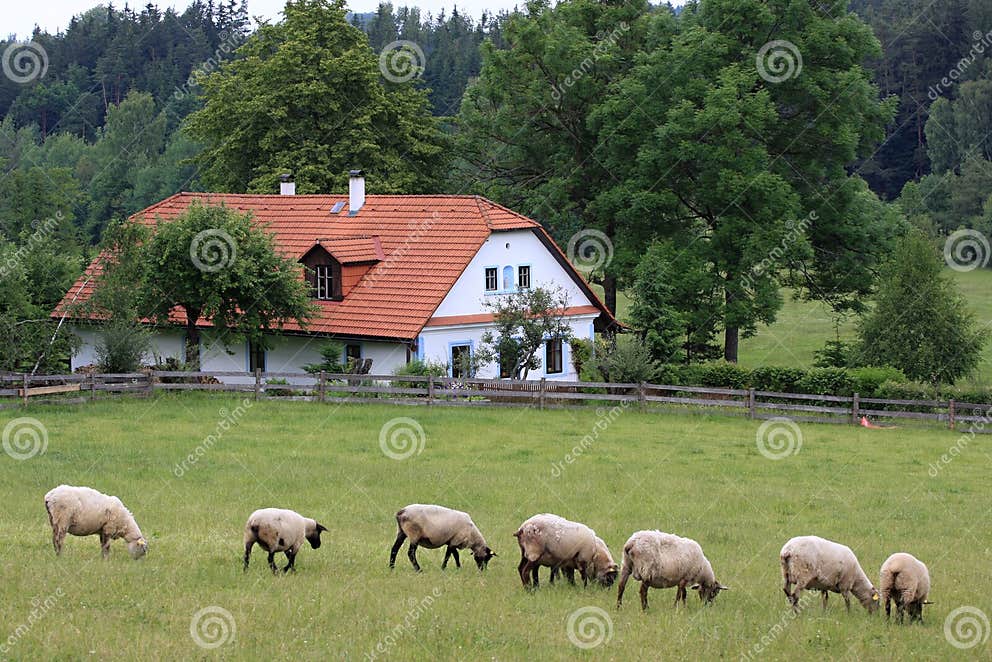 Cottage and sheep stock image. Image of milk, open, curly - 9868269