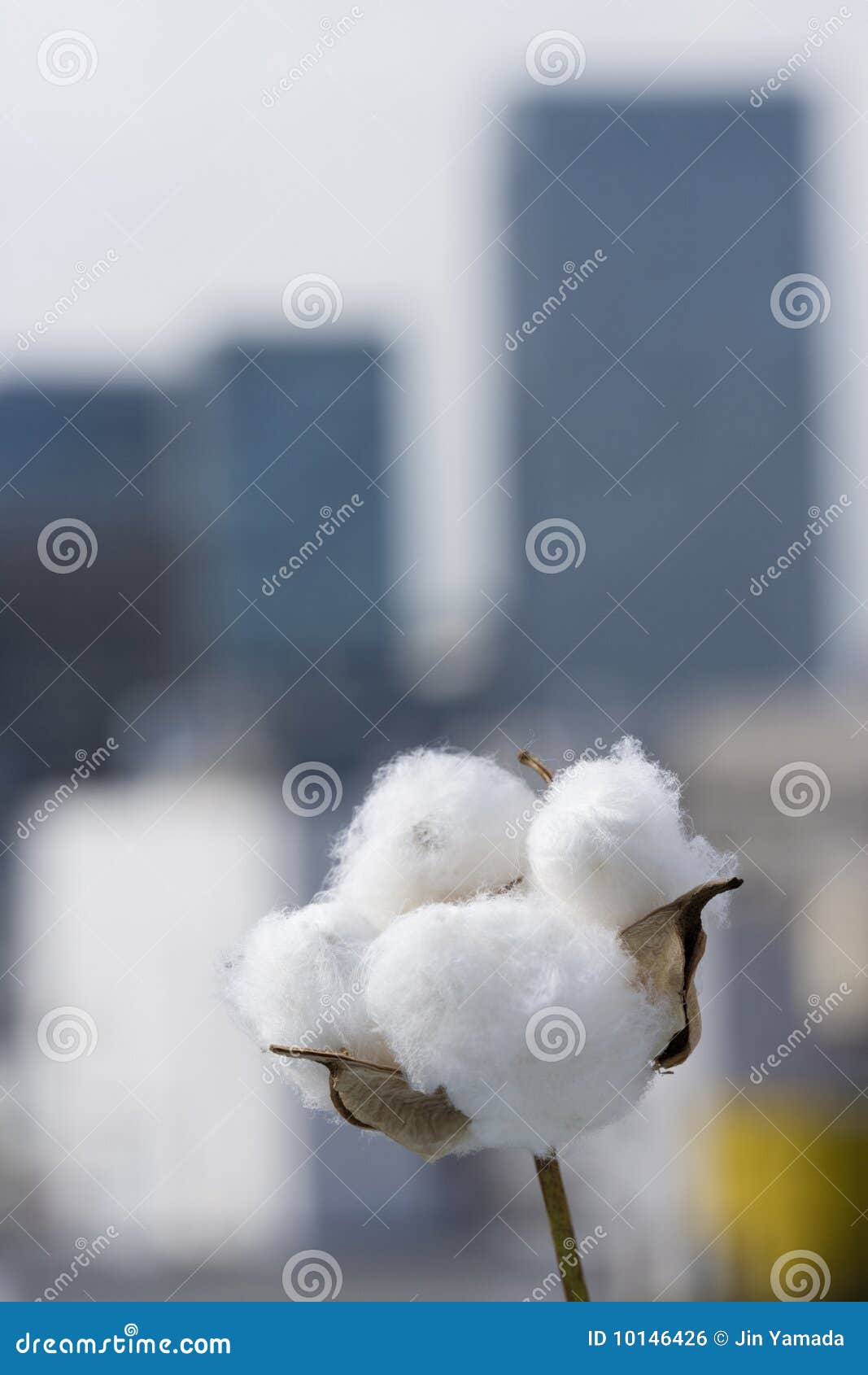 Cotton stock photo. Image of soft, object, organic, materials - 10146426