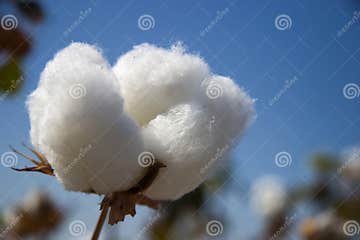 Cotton stock image. Image of farm, crop, fiber, cotton - 356969