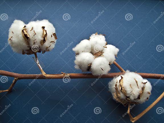 Cotton stock image. Image of light, ripe, natural, blue - 8642389