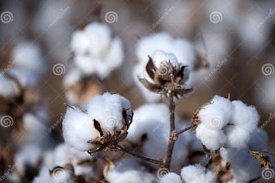 Cotton ball stock image. Image of close, farm, texan, organic - 9922221