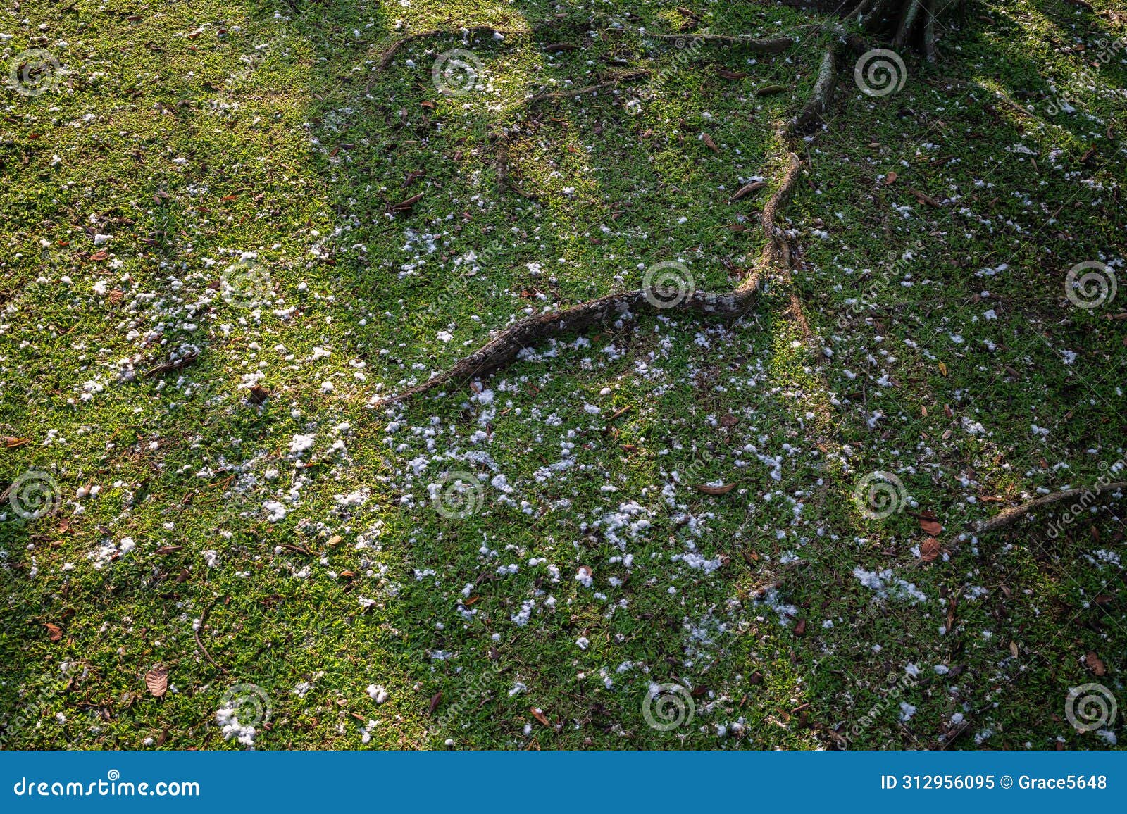 Cotton Balls Fall from the Cotton Tree on the Ground Stock Image ...