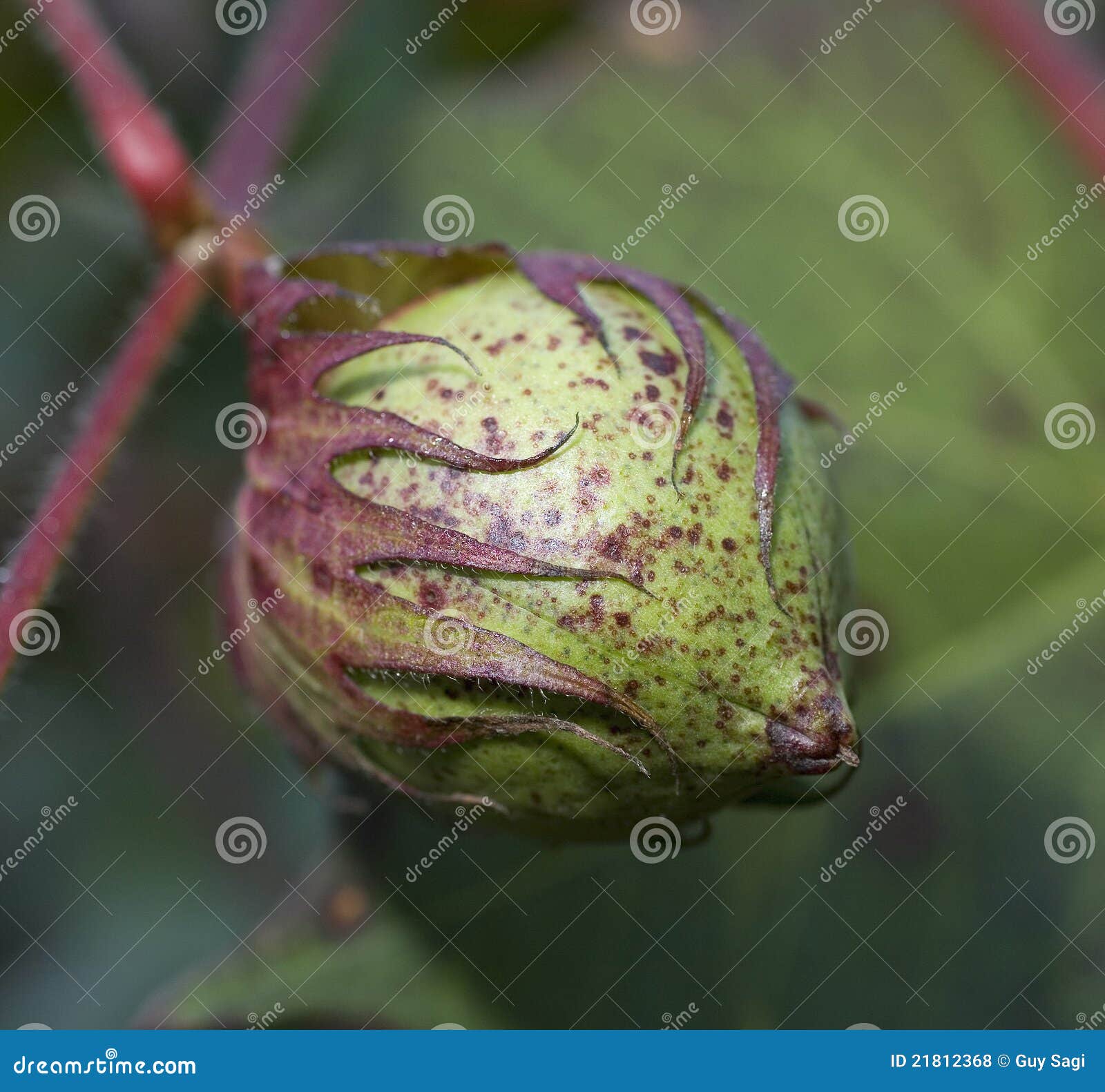Cotton bloom stock photo. Image of farming, carolina - 21812368