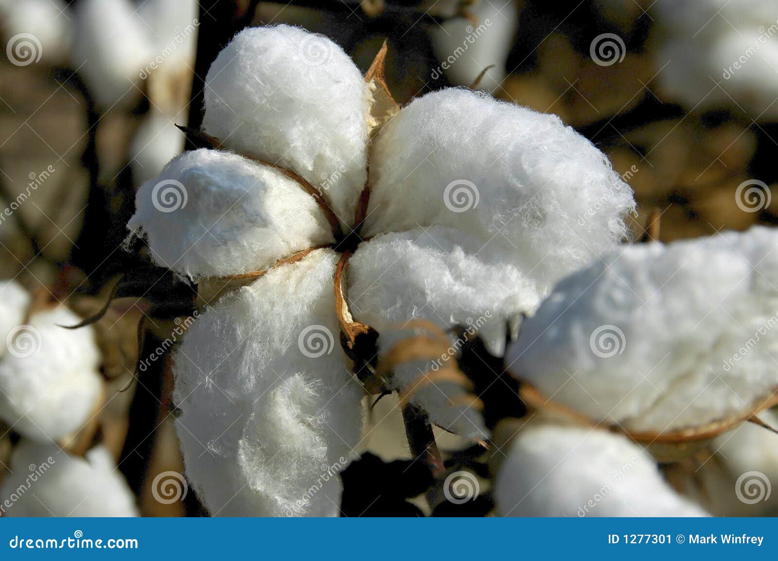 Cotton Boll stock image. Image of cultivate, botany, nature - 1277301