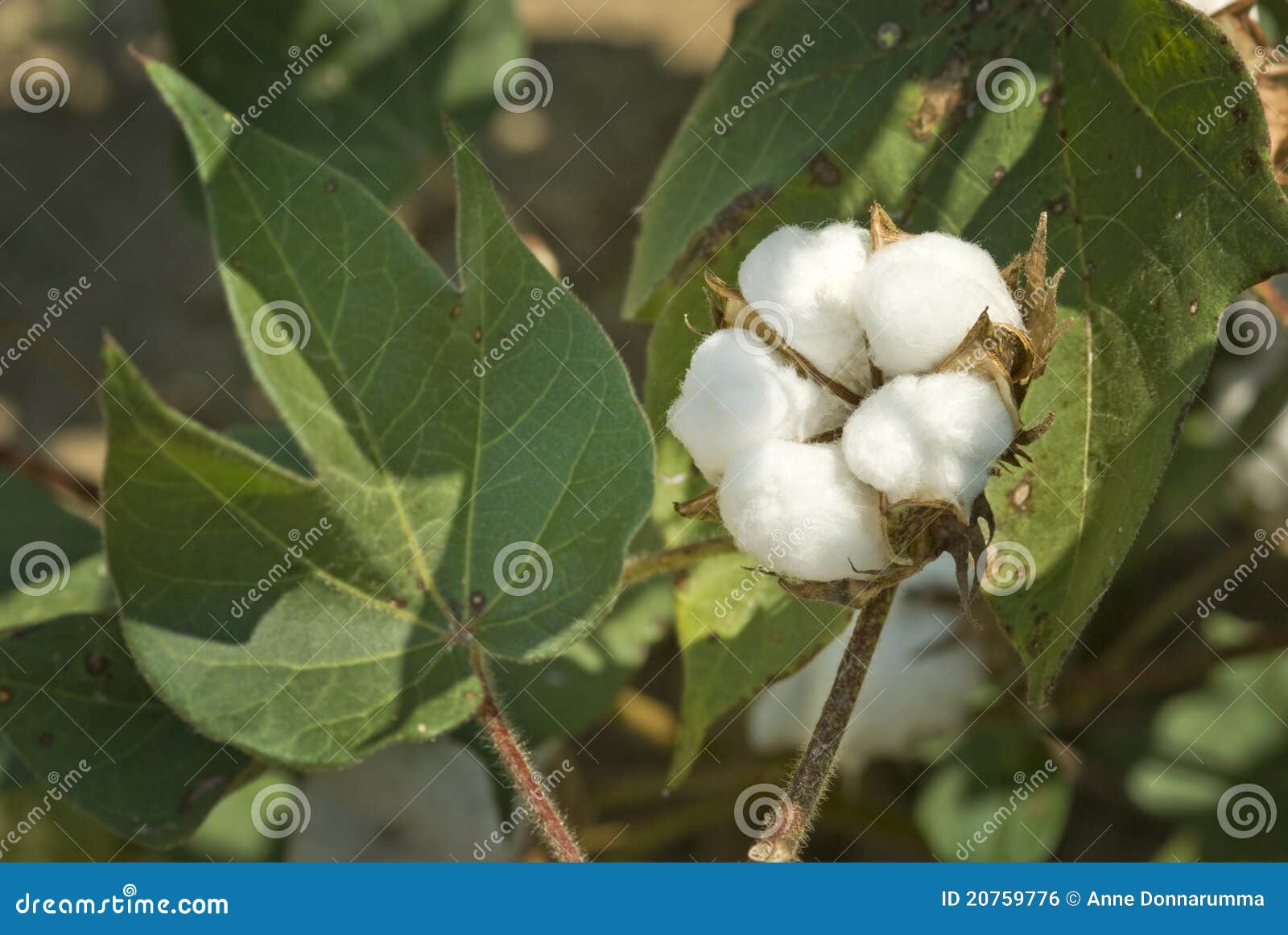 Cotton Boll stock photo. Image of fluffy, growing, plant - 20759776