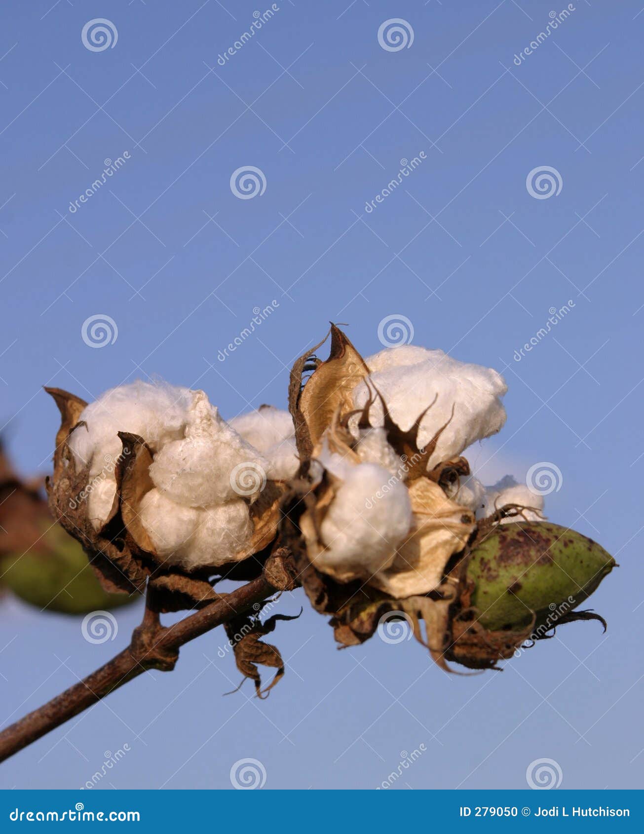 Cotton Boll stock photo. Image of fiber, stalk, agriculture - 279050